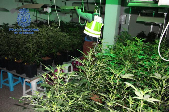 Desmanteladas varias plantaciones de marihuana y detiene a 13 personas