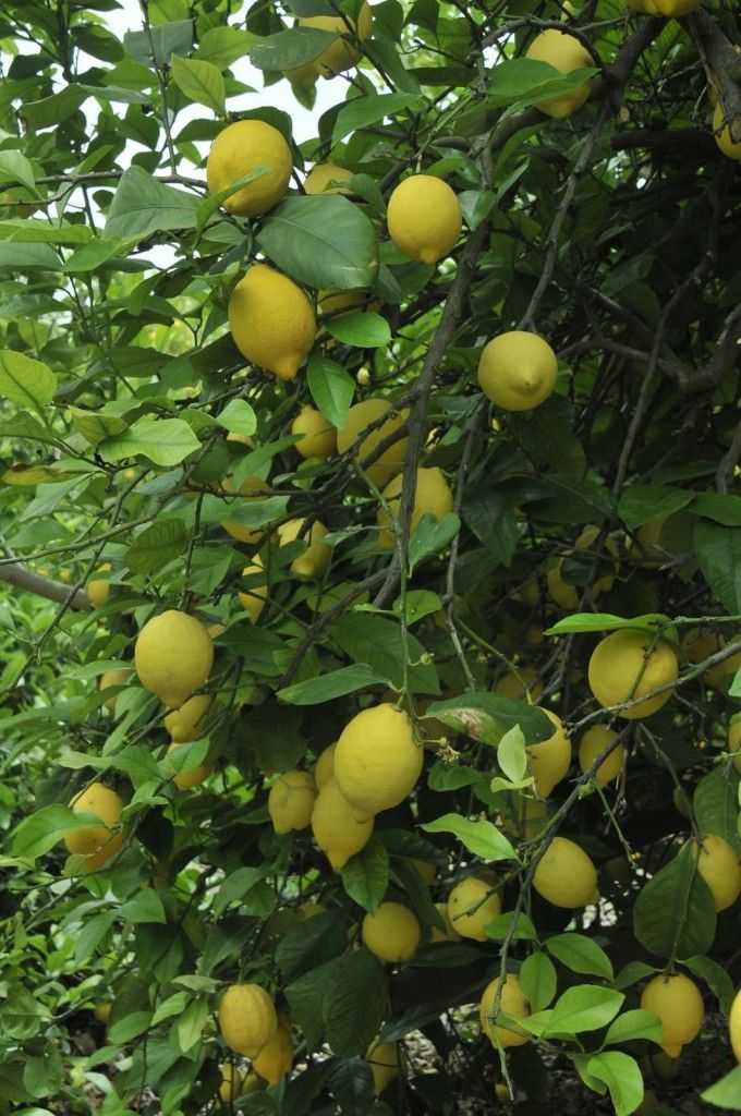 LA UNIÓ de Llauradors assenyala que el preu de la llima Verna es ...