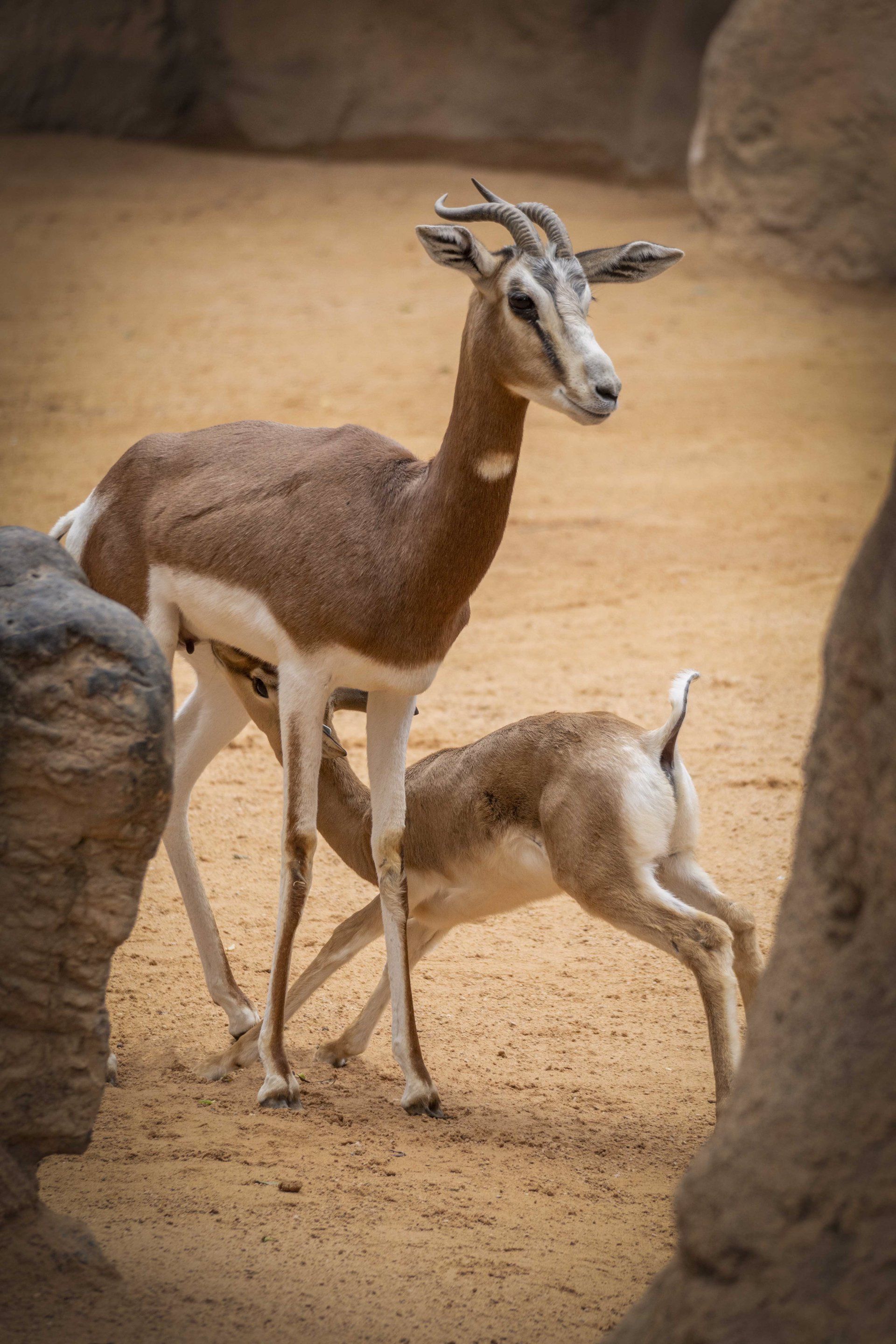 La gacela de una especie extinta nacida en Bioparc se llamará Esmeralda