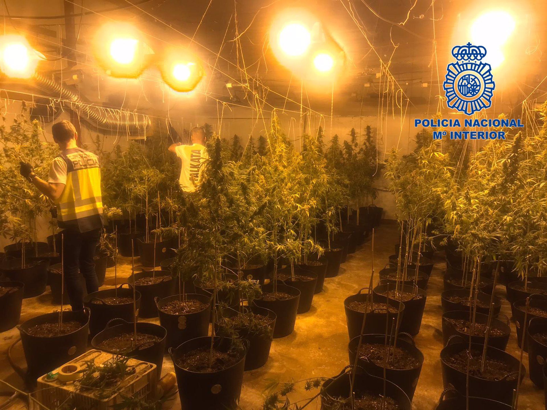Desmantelada una plantación de marihuana en una nave industrial de Gandia