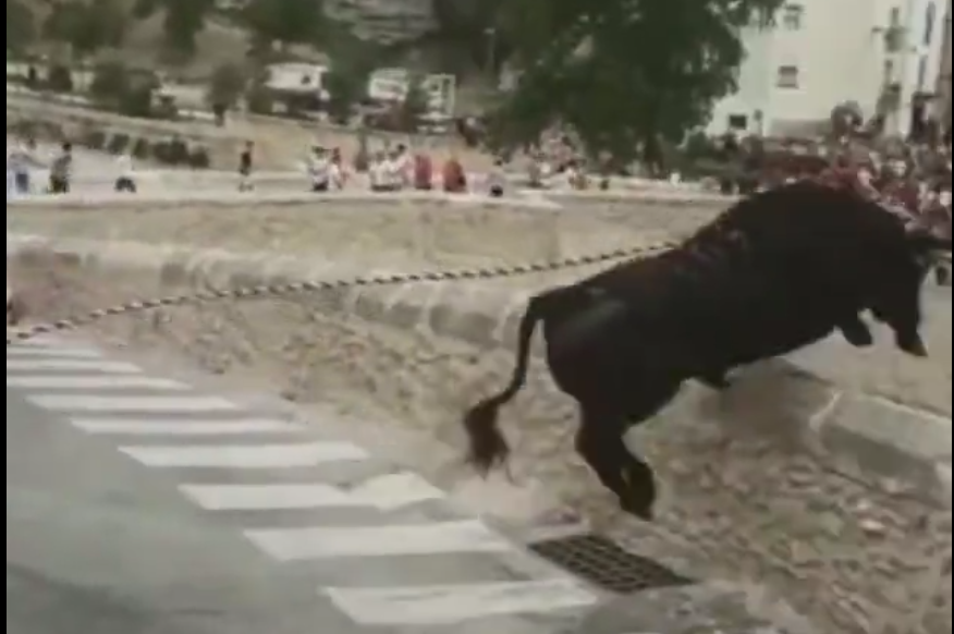 Un bou cau d'una altura de 10 metres durant el "Bou dels Penyes" d ...