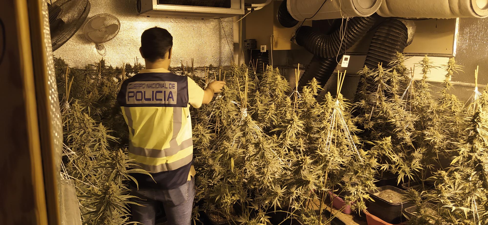 Desmantelan en Gandia una plantación de marihuana en un chalé: dos detenidos y grandes ...