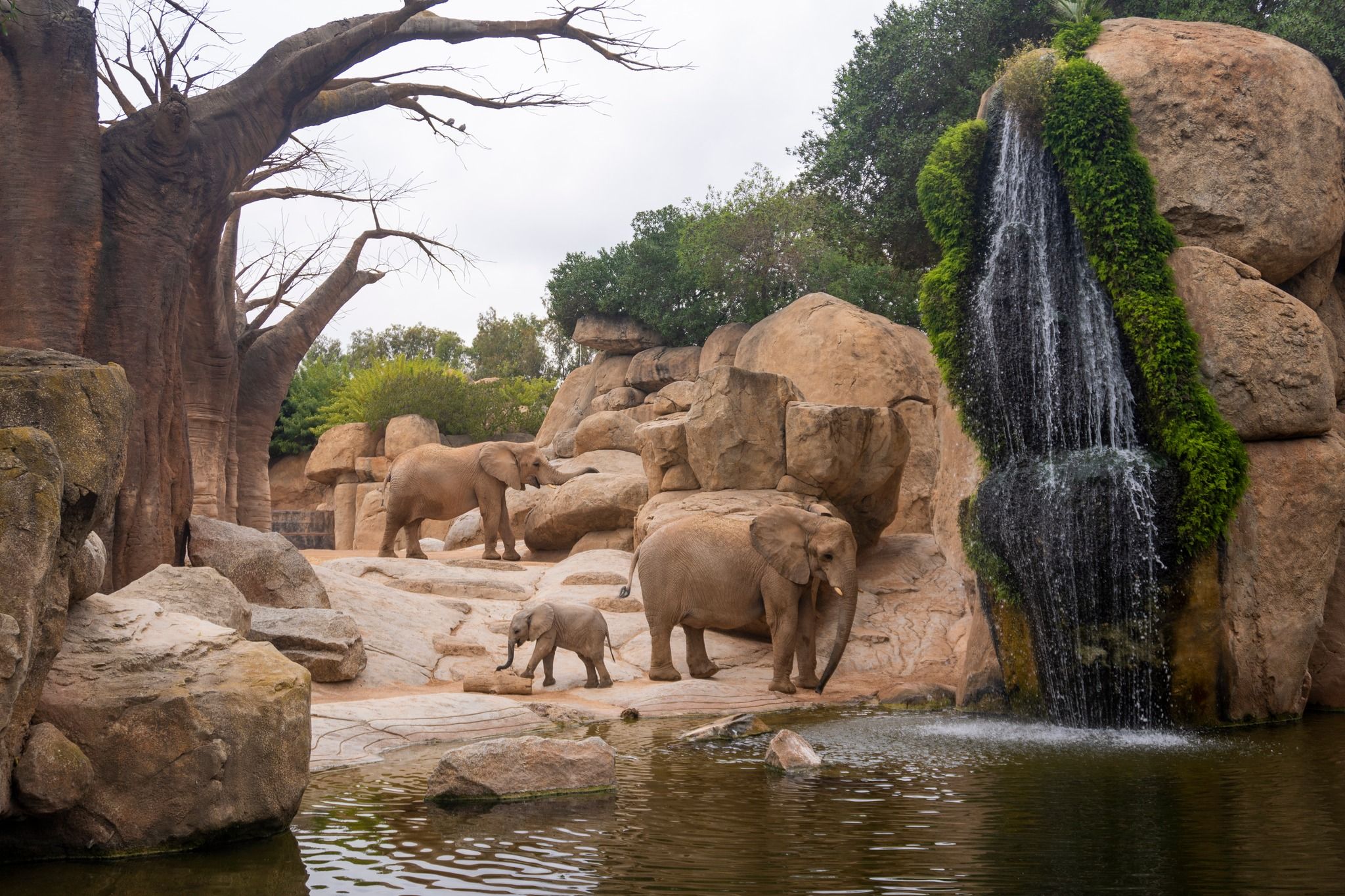 Bioparc Valencia All You Need To Know BEFORE You Go (with, 51% OFF