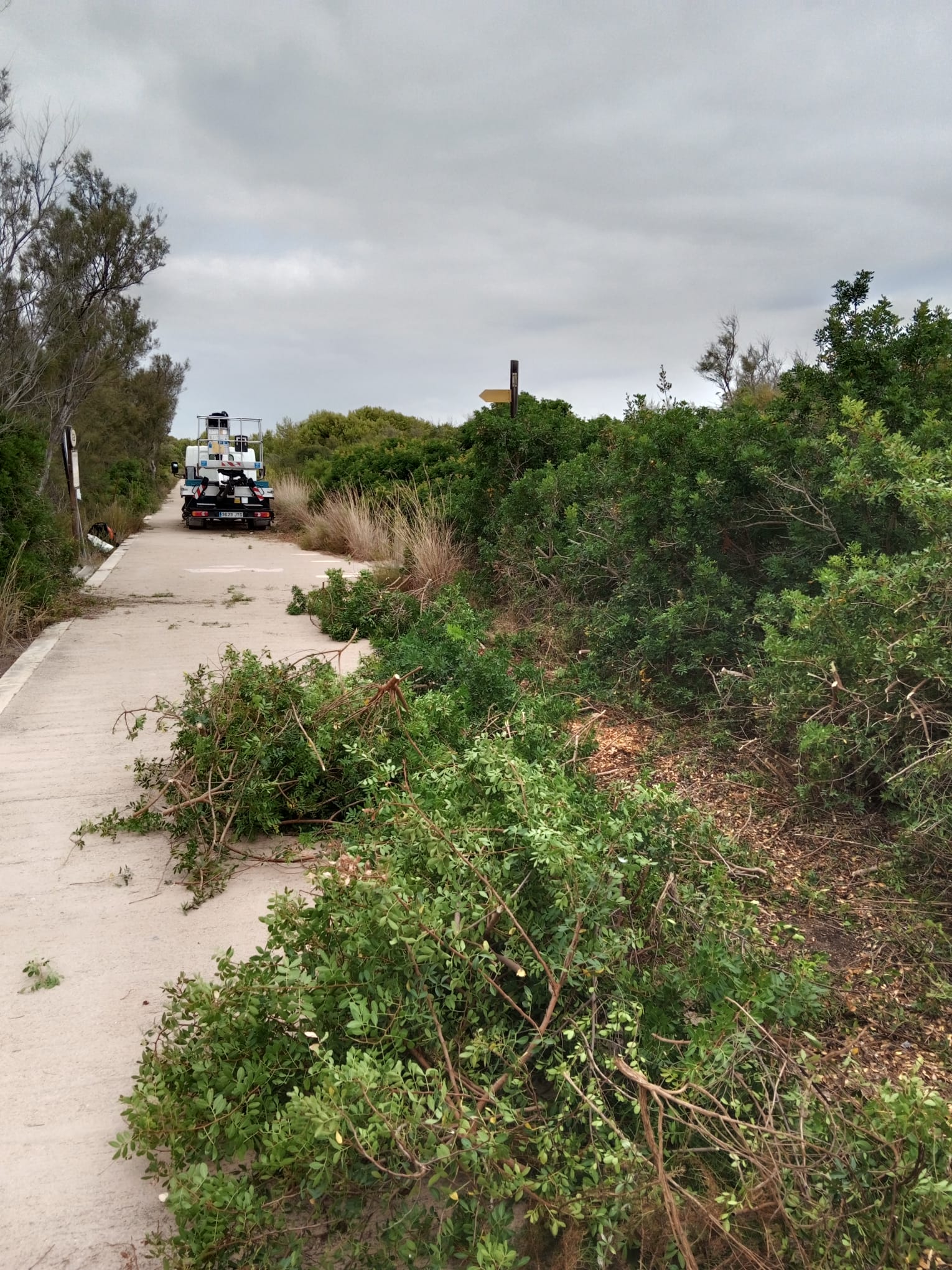 València retira 296 toneladas de vegetación en la Devesa de El Saler