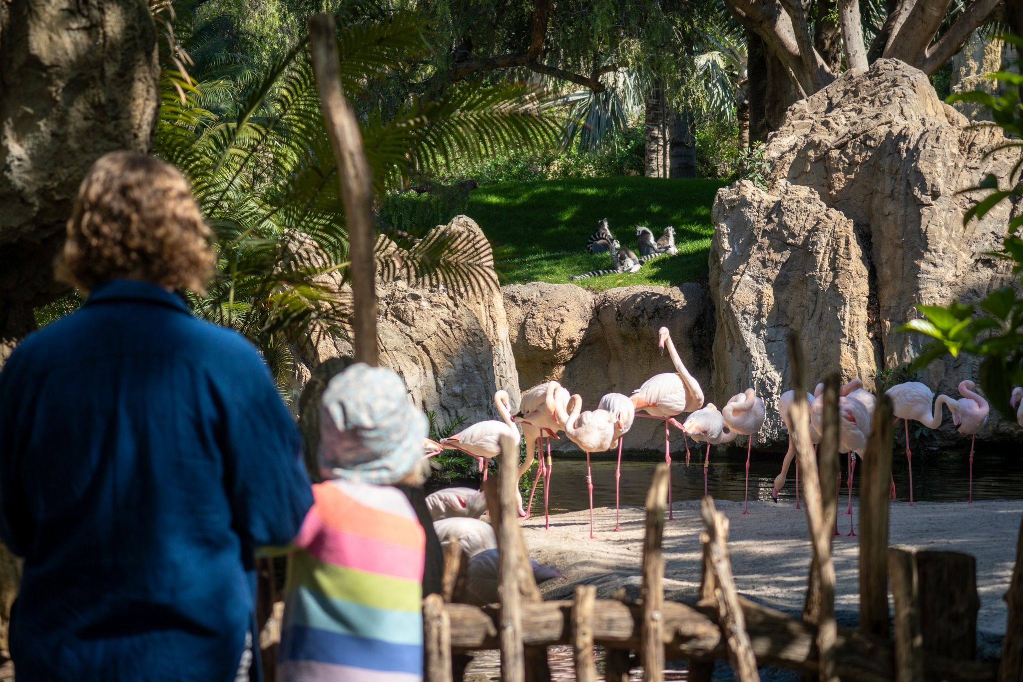 Bioparc Valencia conectará con China y África: así es su proyecto de expansión